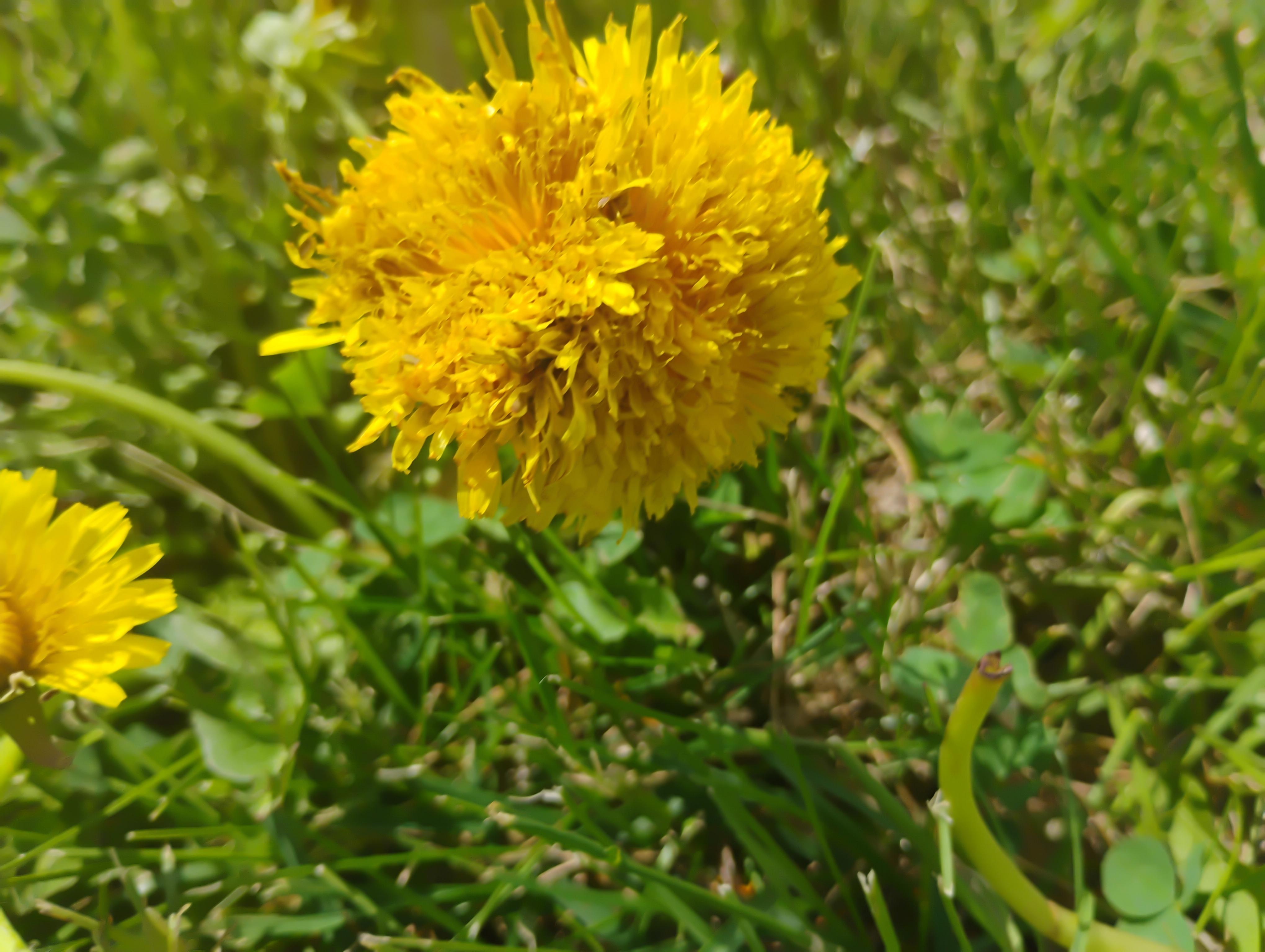 Mutant dandelions | Scrolller