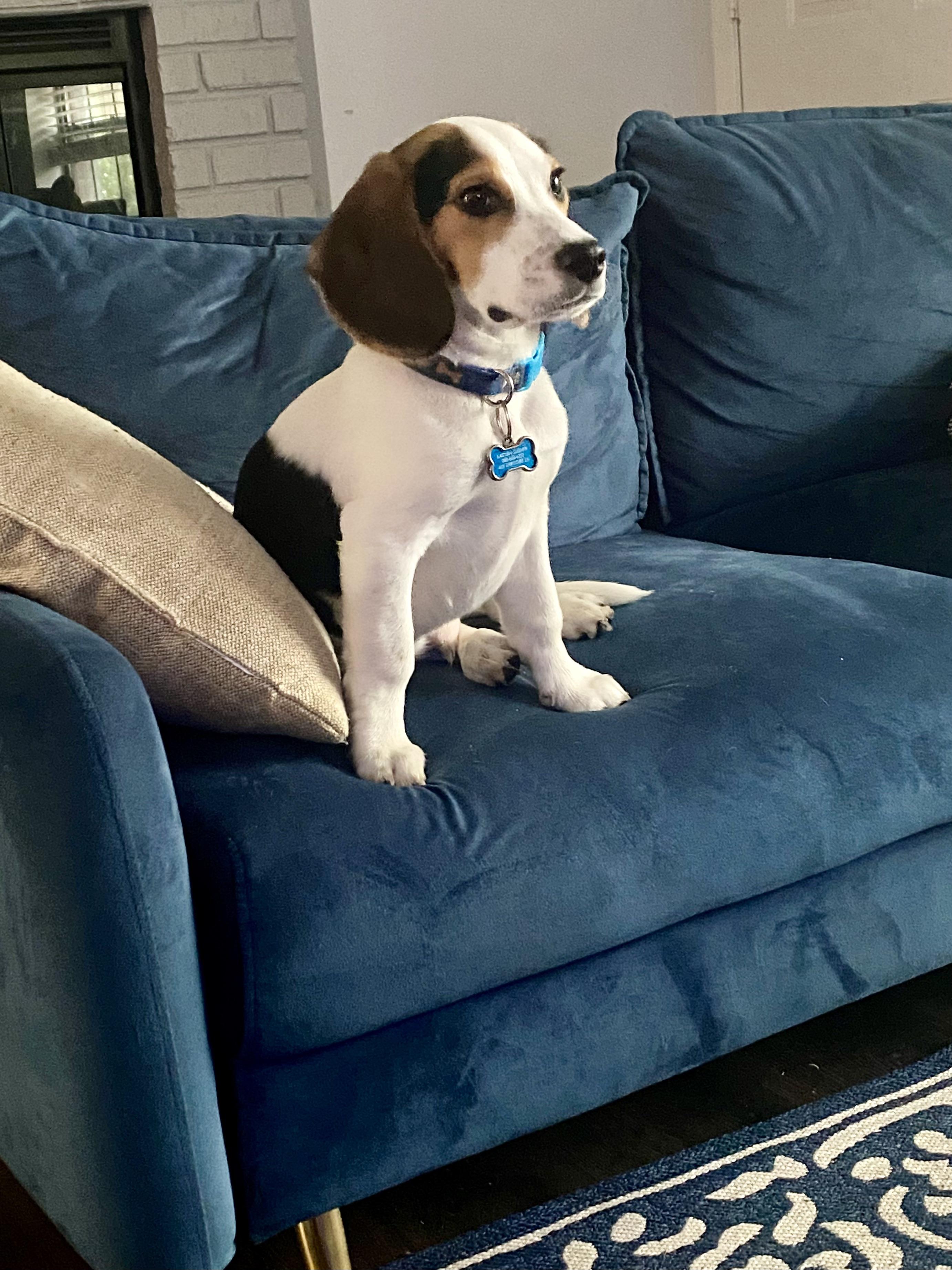 Luca the Regal Beagle from young pup to stallion | Scrolller