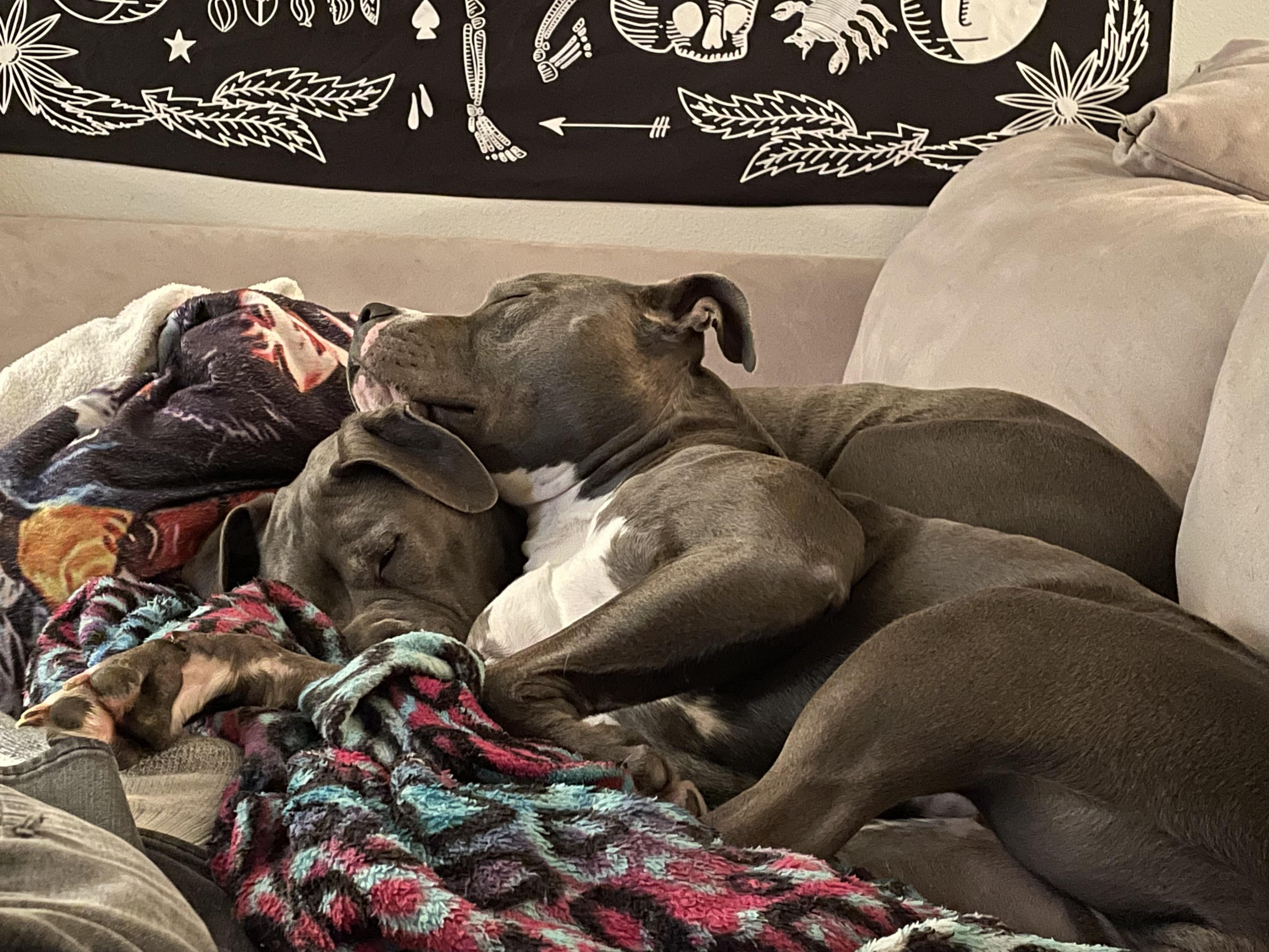 Cuddle puddle | Scrolller