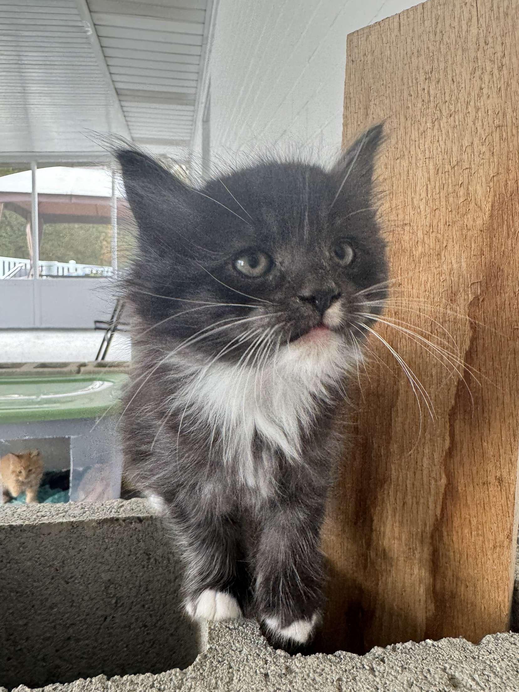 Sylvester and his brother | Scrolller