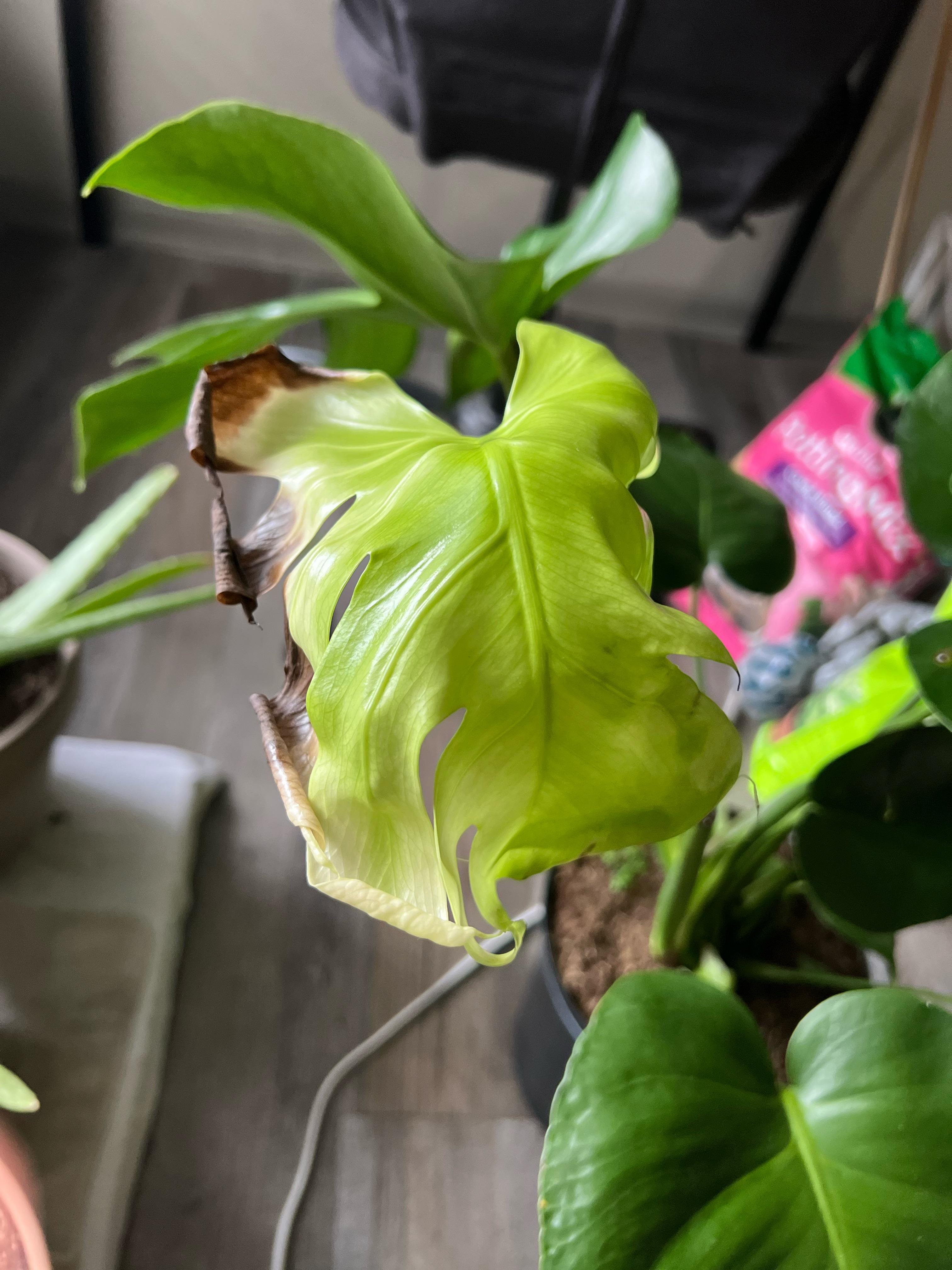 Discover more like Plantclinic: New Monstera Leaf drooping and browning and Related Content ...