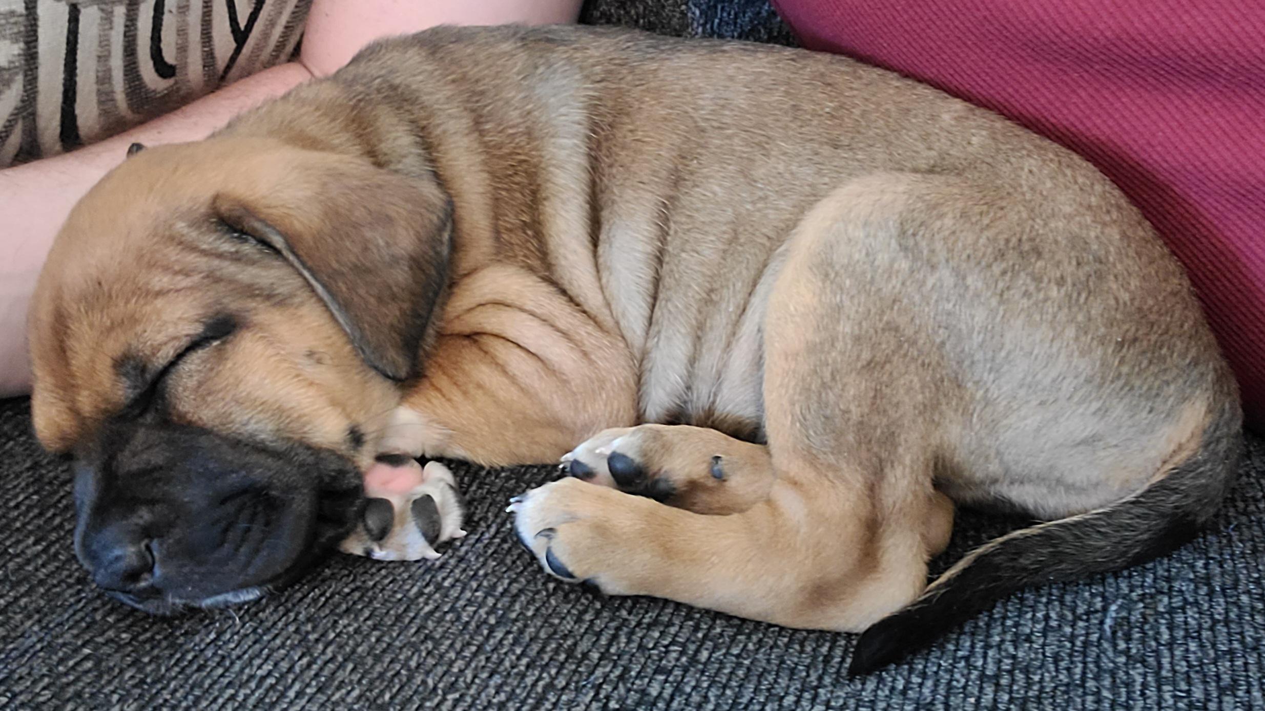 Help identifying breed, please🙏 | Scrolller