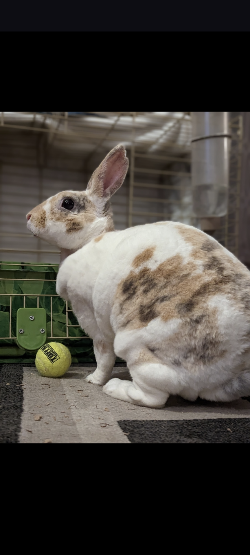 What breed is Bun Bun? | Scrolller