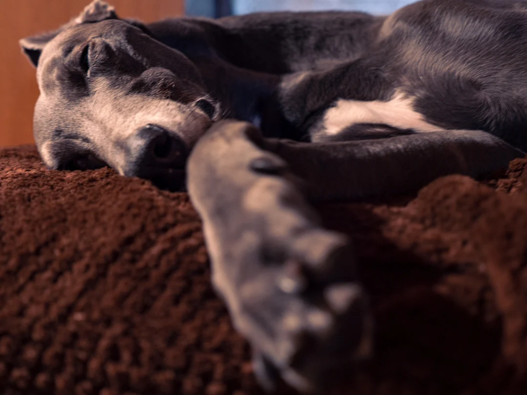 Albus the sleepy | Scrolller