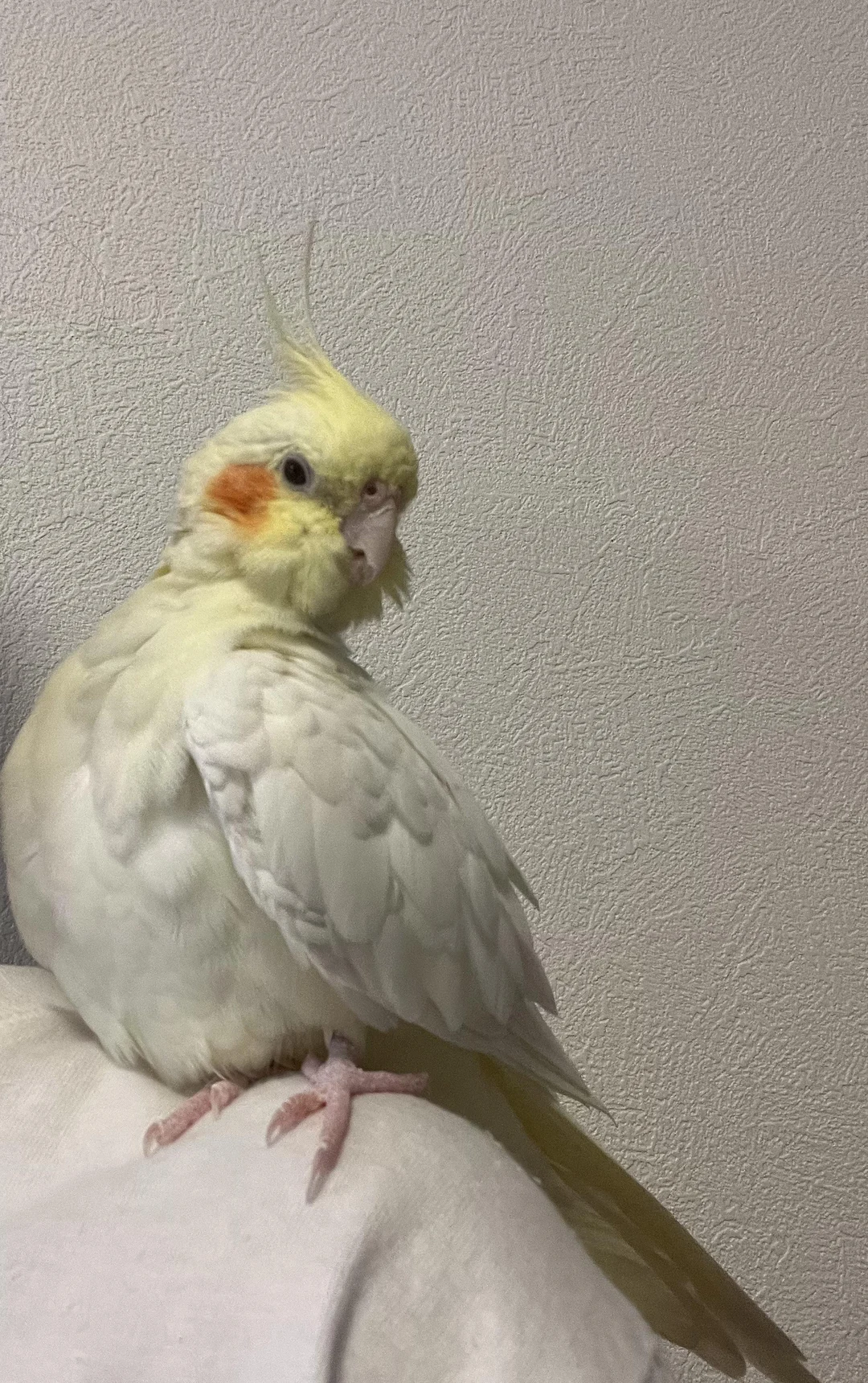 Cockatiel suddenly afraid? | Scrolller