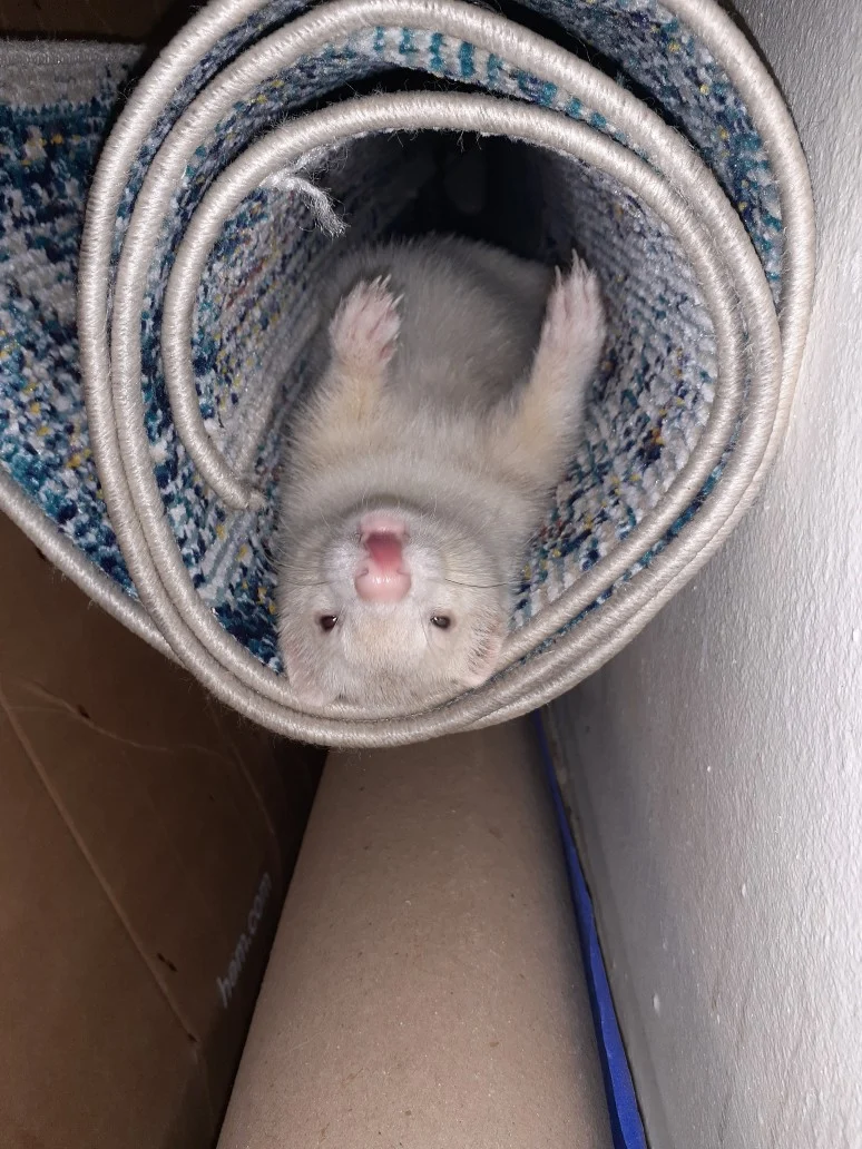 Suga bear | Scrolller