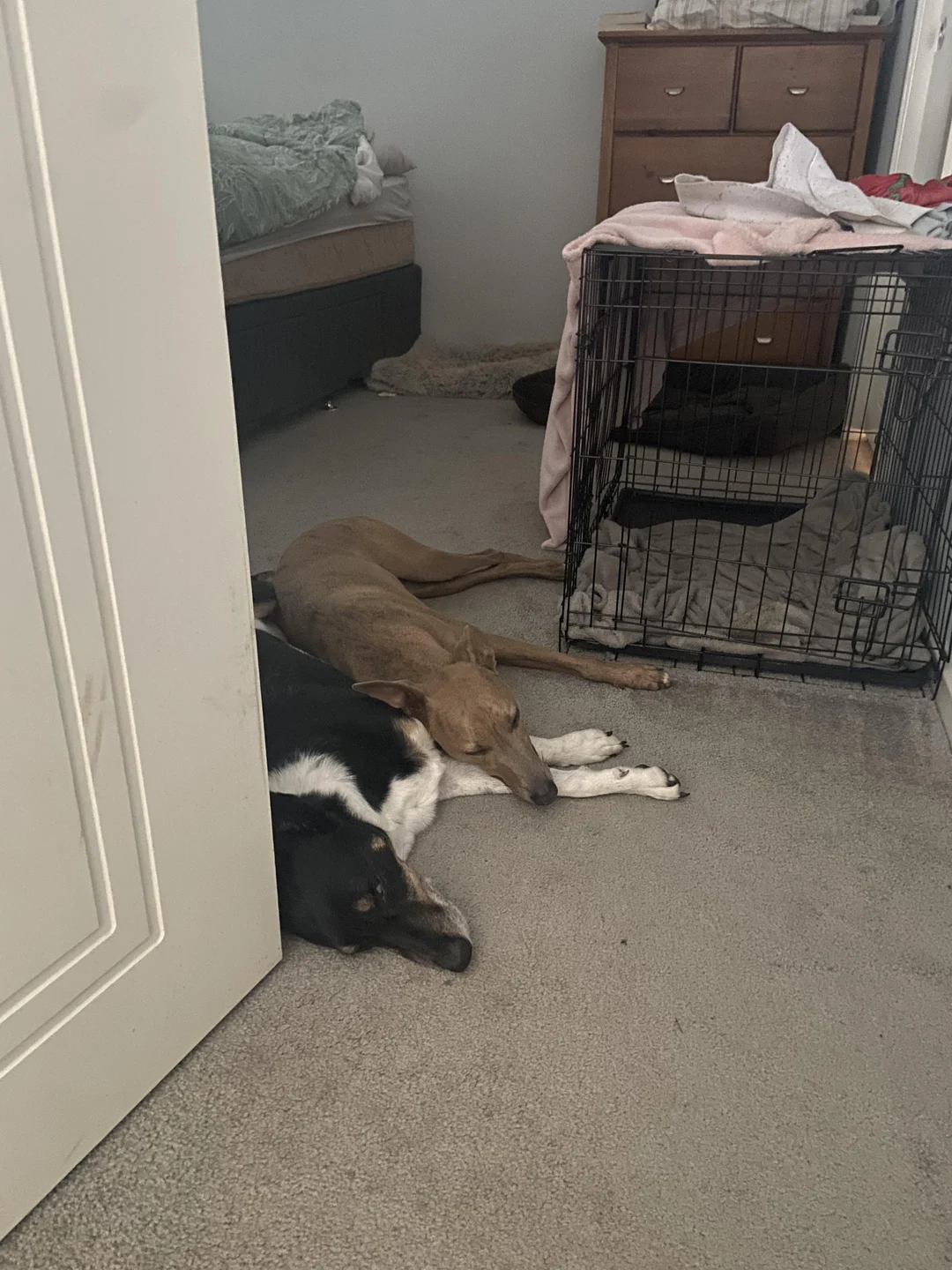 After a morning of chasing each other. | Scrolller