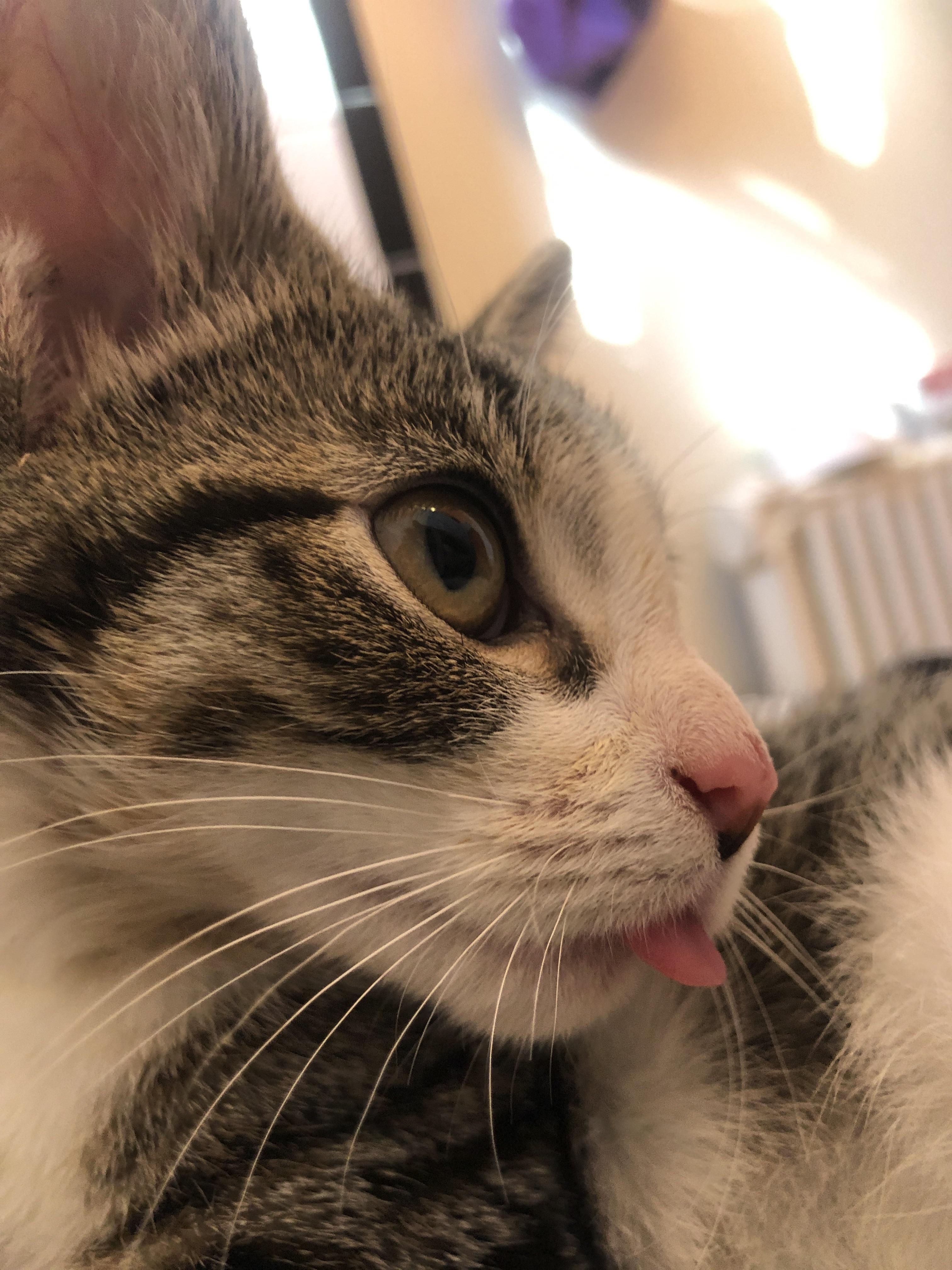 she really said blep | Scrolller