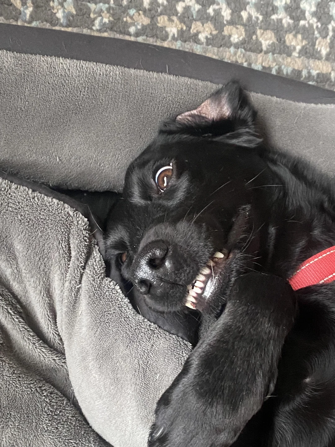 Crackhead of a dog | Scrolller