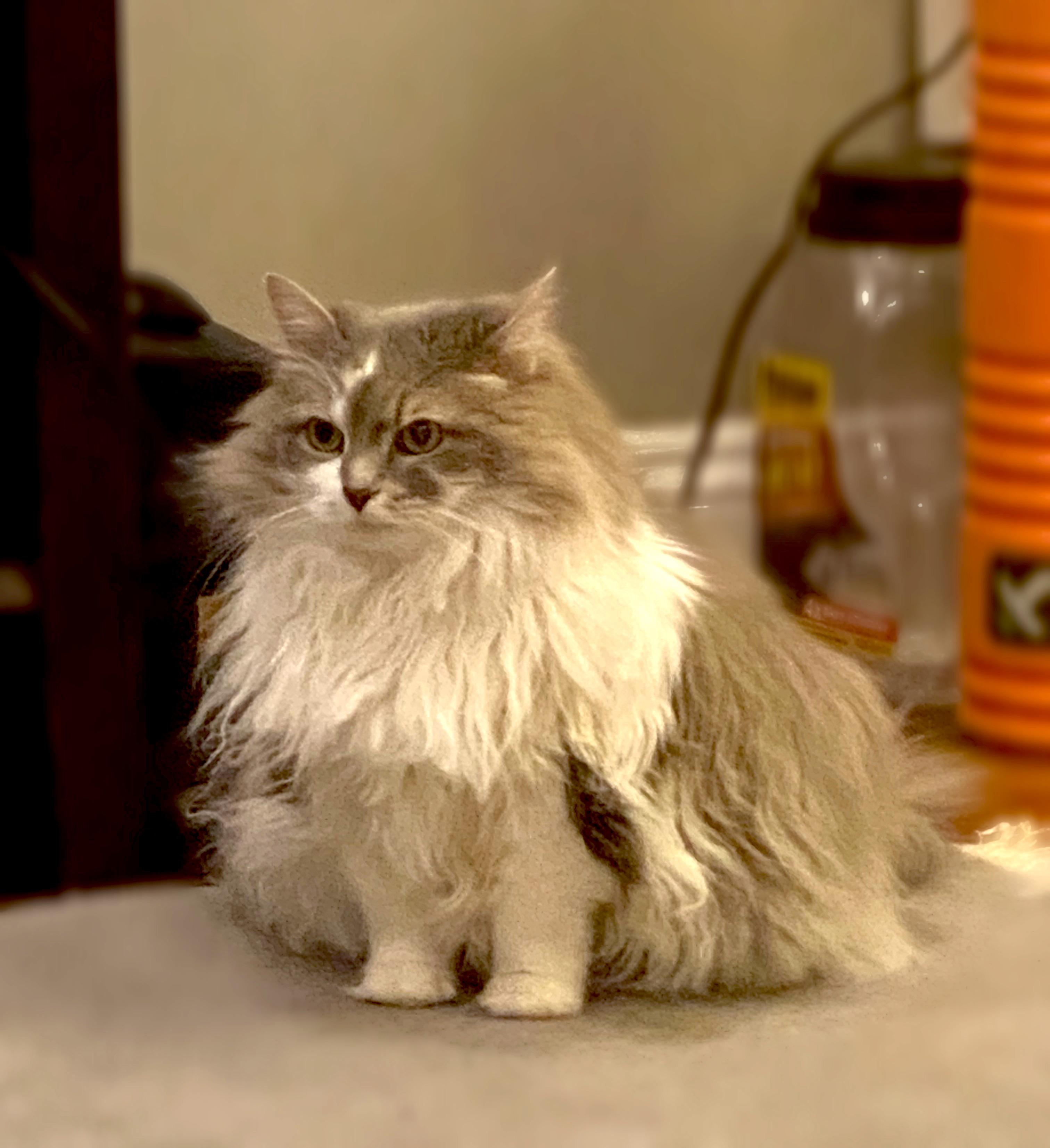 (OC) disheveled floof. | Scrolller