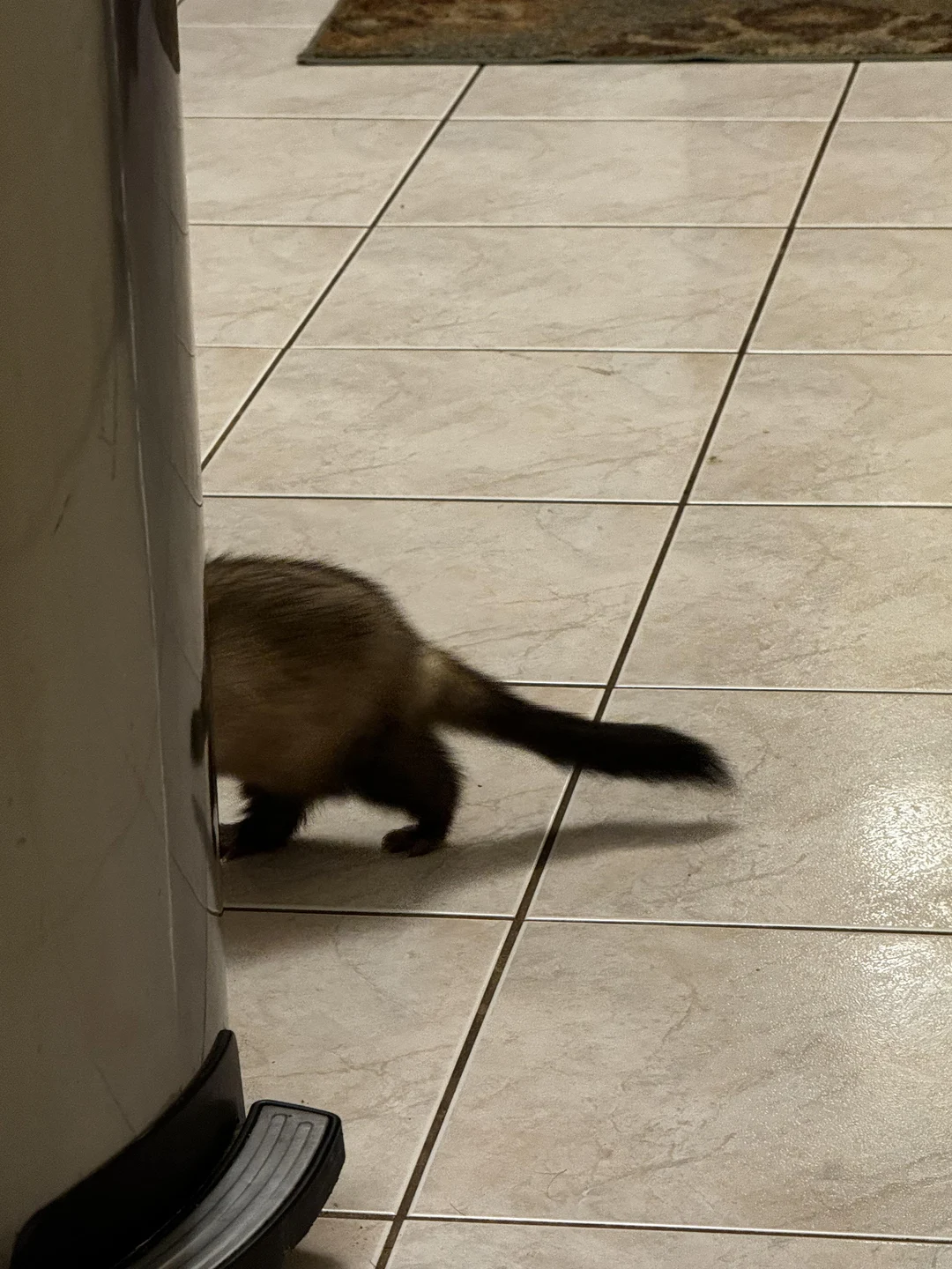 Ferret developing Cage Rage | Scrolller