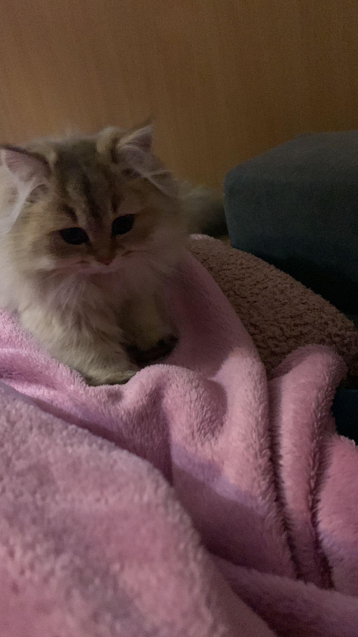 my cute little lion | Scrolller