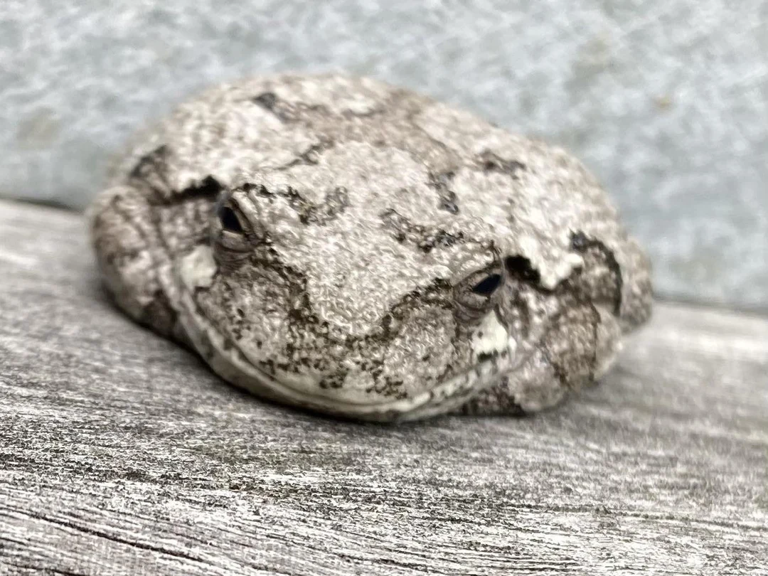 Derpin frog | Scrolller