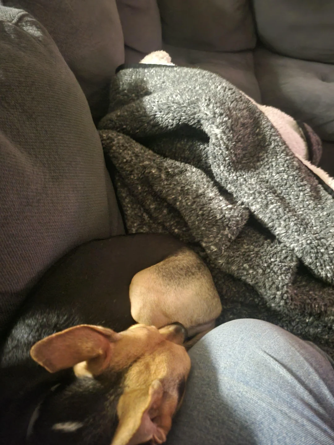 My Pup Lulu Scrolller 7582