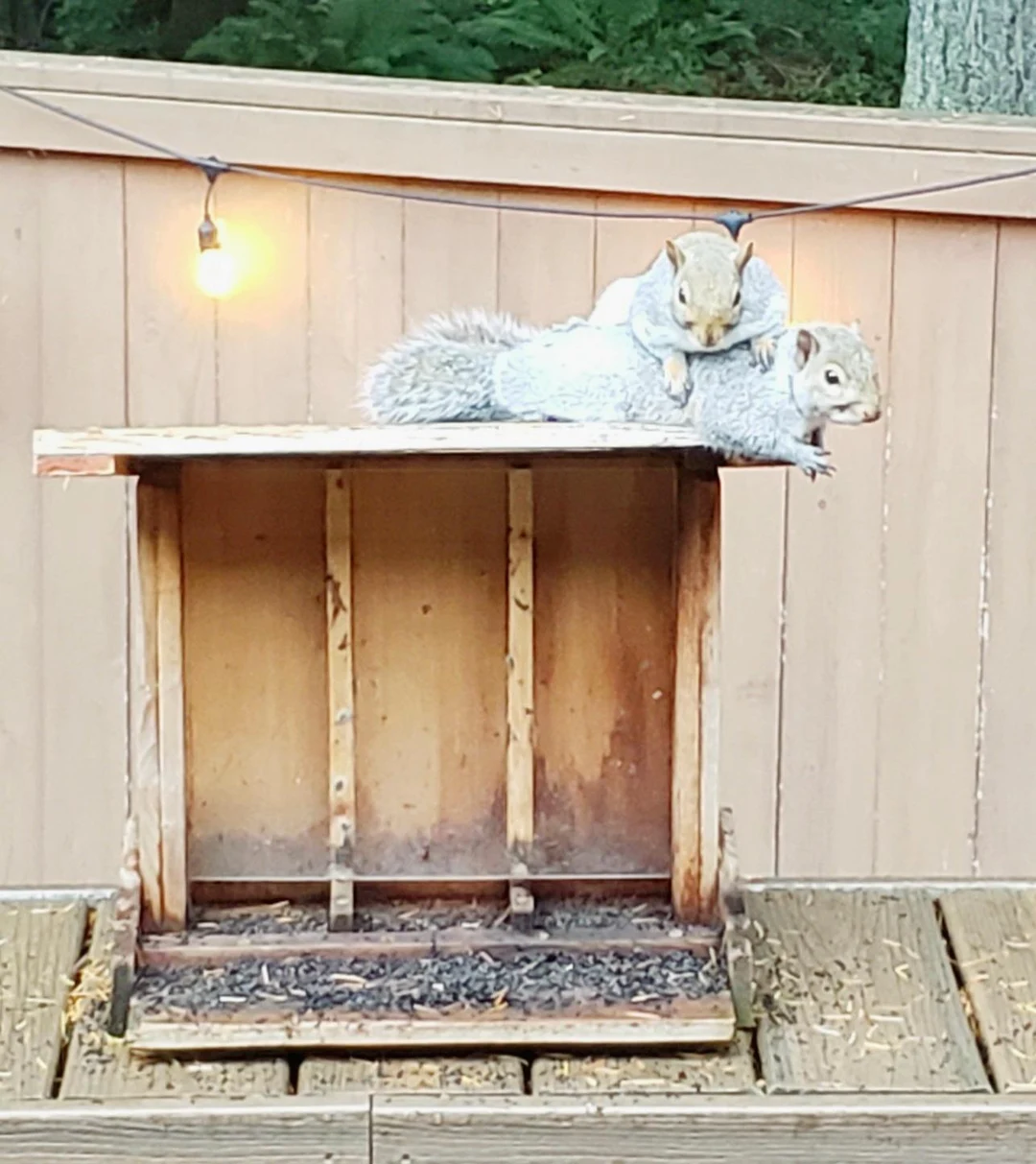 Stacked squirrels | Scrolller