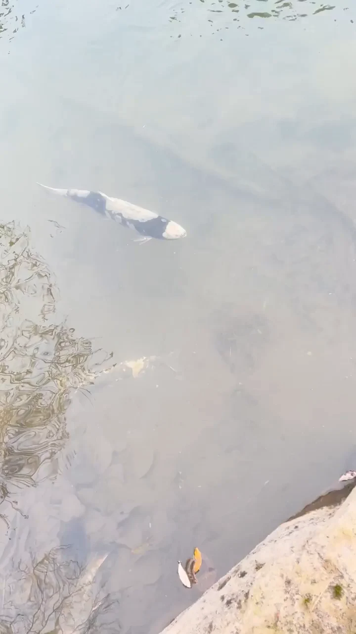 Zombie Fish | Scrolller