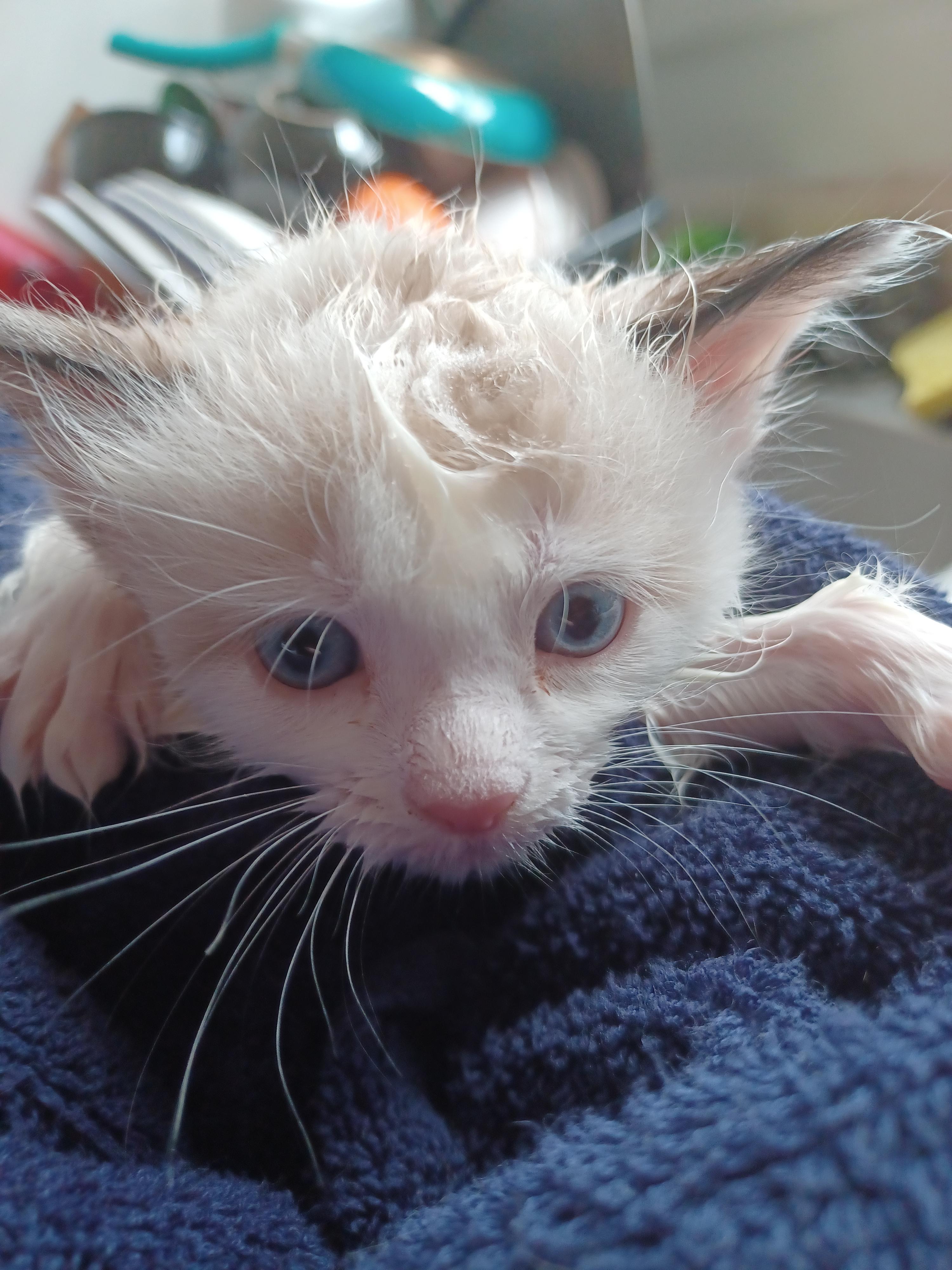Donny's first bath💜 | Scrolller
