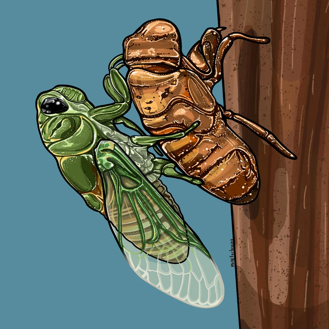 Cicada and it’s shell, milkforbrains_, digital, 2024 | Scrolller