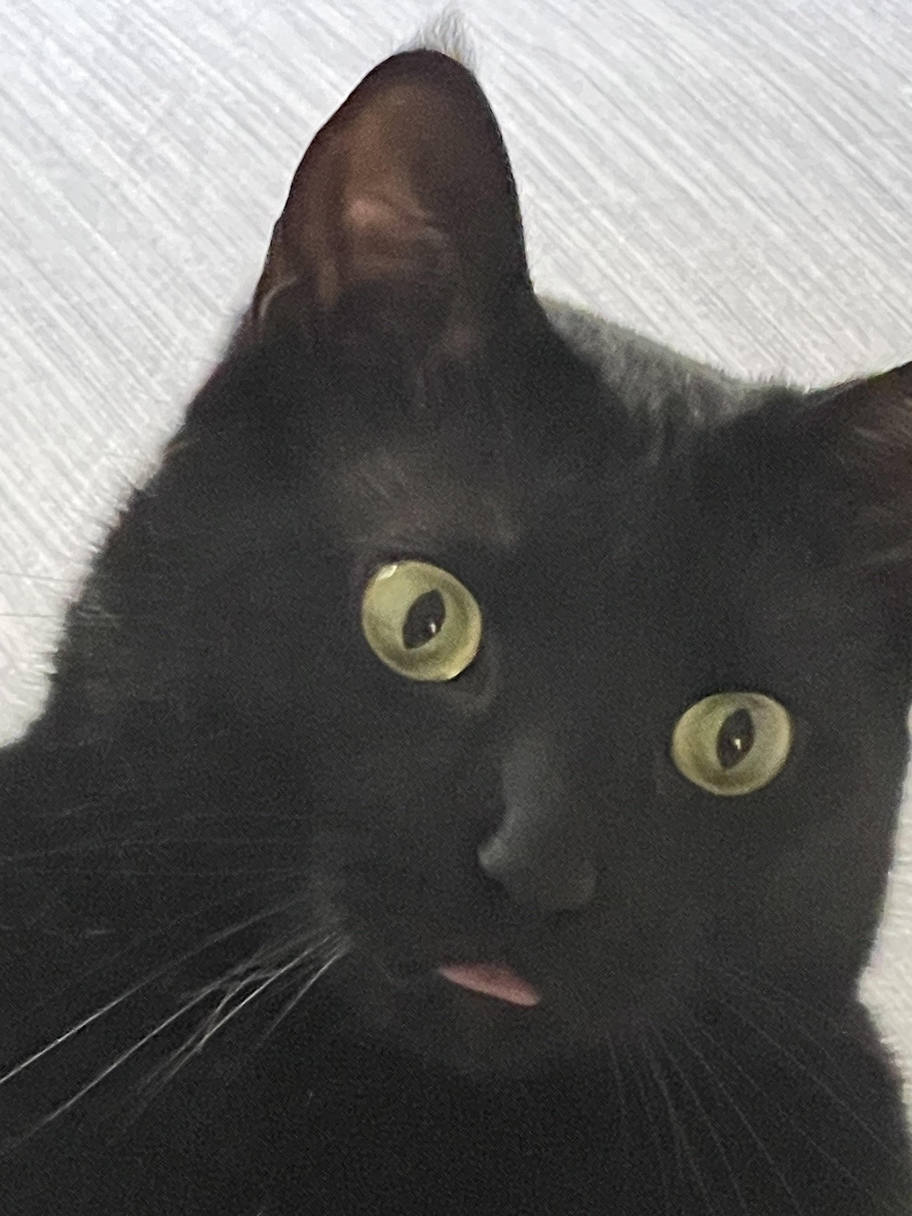 shocked blep | Scrolller