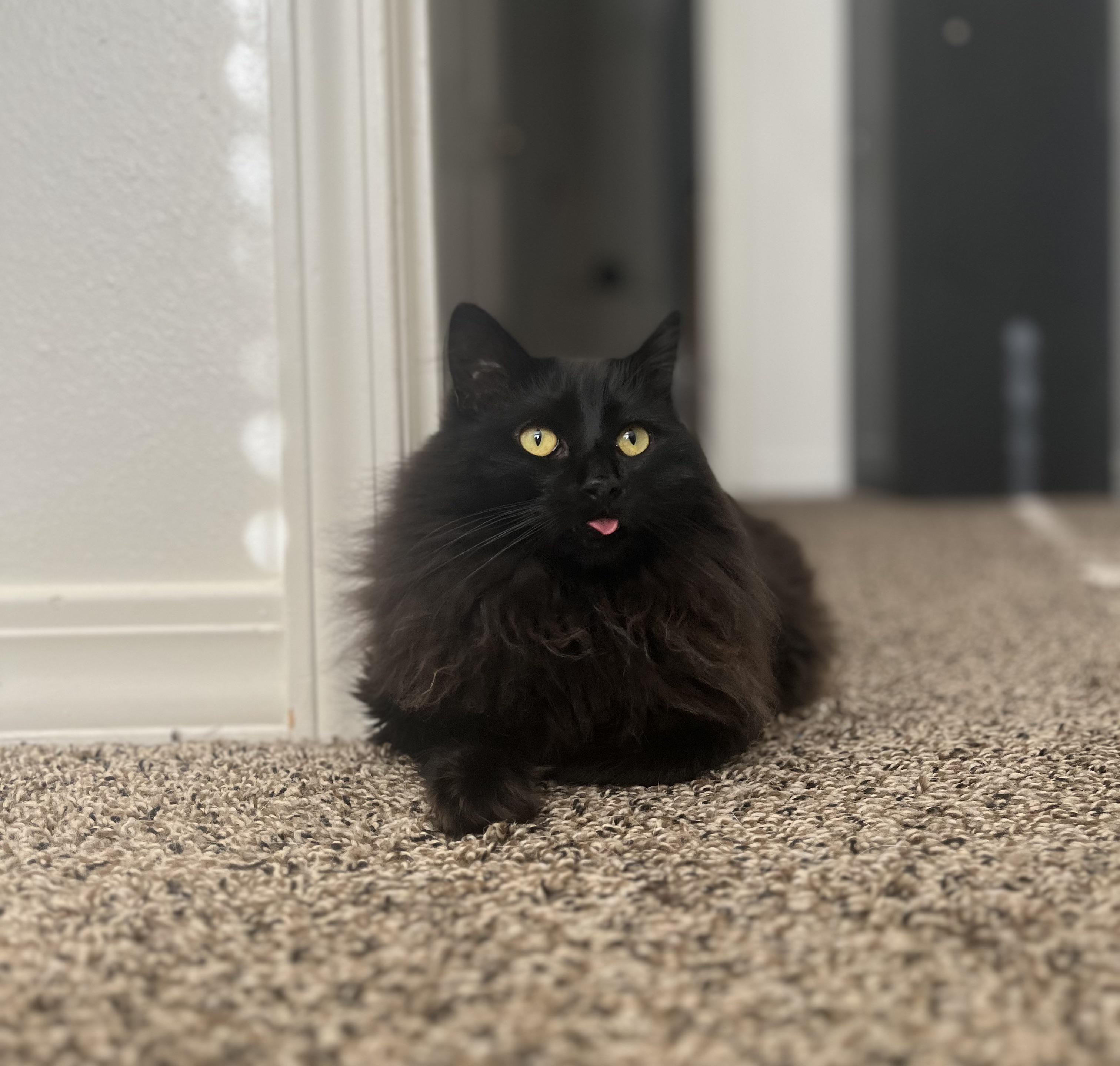 Friday blep from gizmo 🖤 | Scrolller