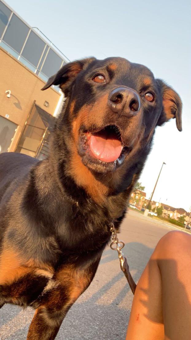 Miss you every day Bean. | Scrolller