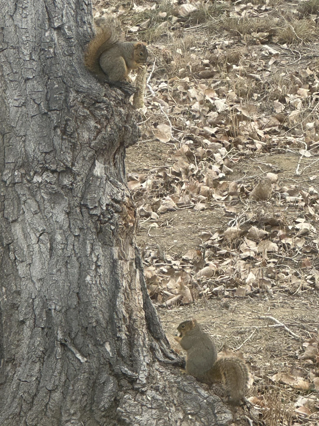 My first squirrels | Scrolller