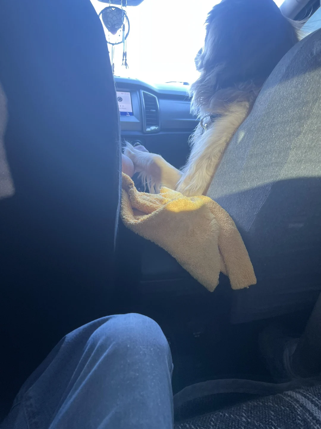 Uber driver and their dog holding hands | Scrolller