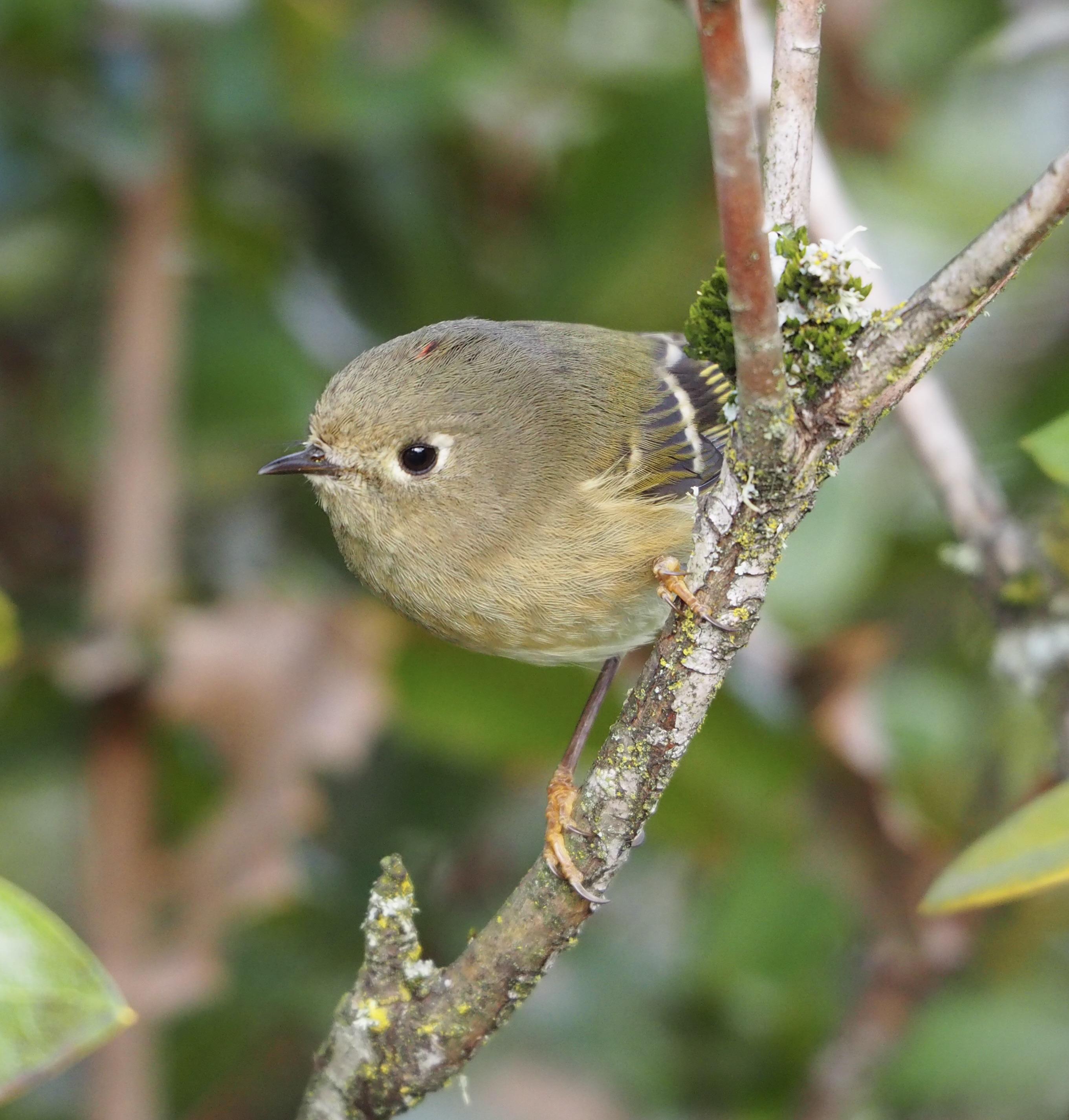 ruby-crowned kinglet in the oregon leaves | Scrolller