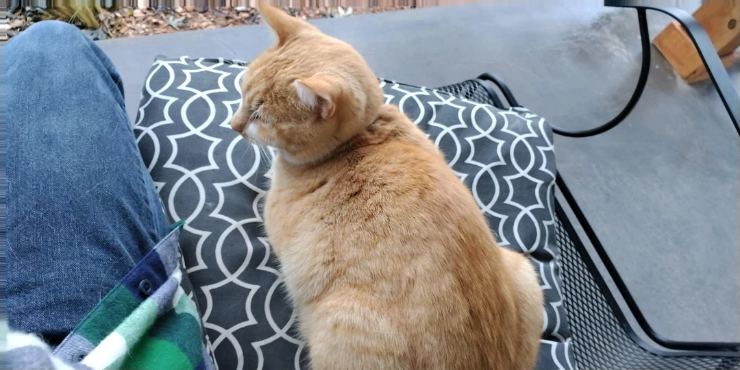 this cat just showed up it is a stray but it is a 100/10 loaf | Scrolller
