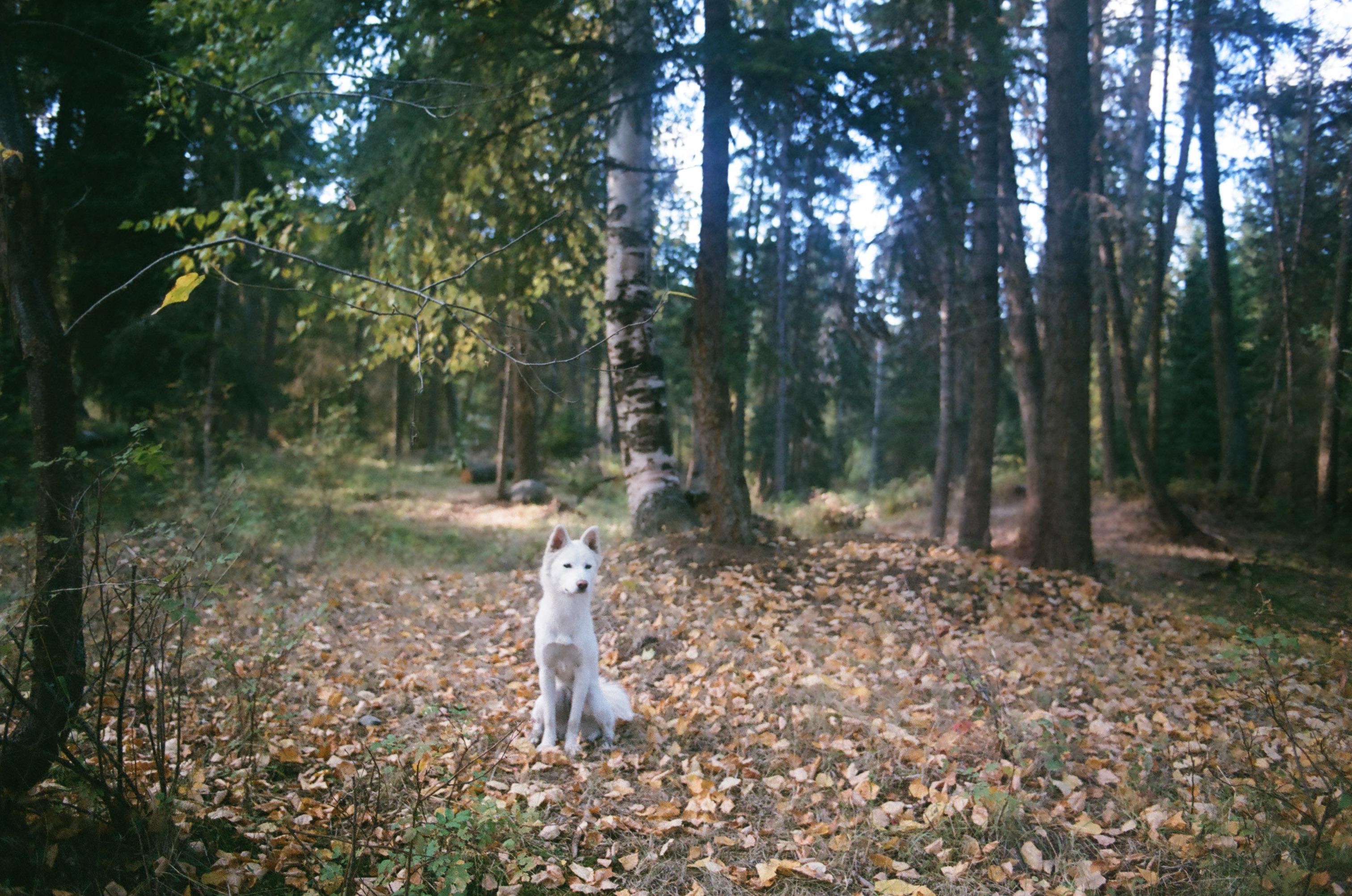 [OC] rumi in 35mm | Scrolller