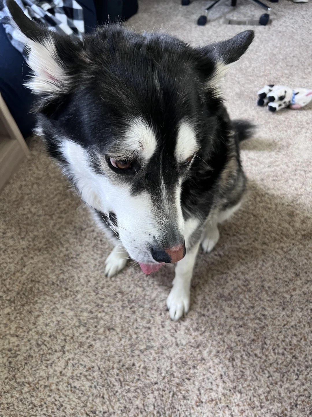 Jack’s tongue tells me his mood: agitated = long tongue, relaxed = blep | Scrolller