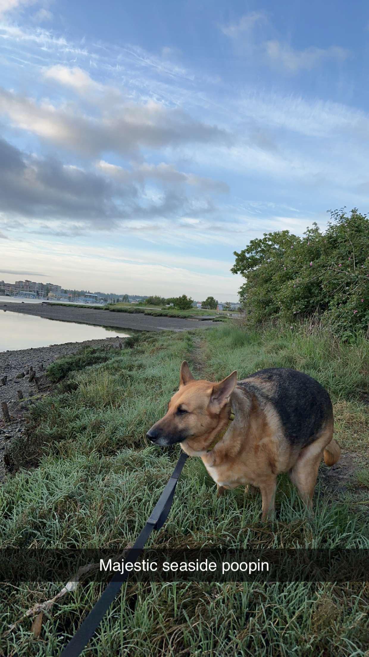 Seaside poops | Scrolller