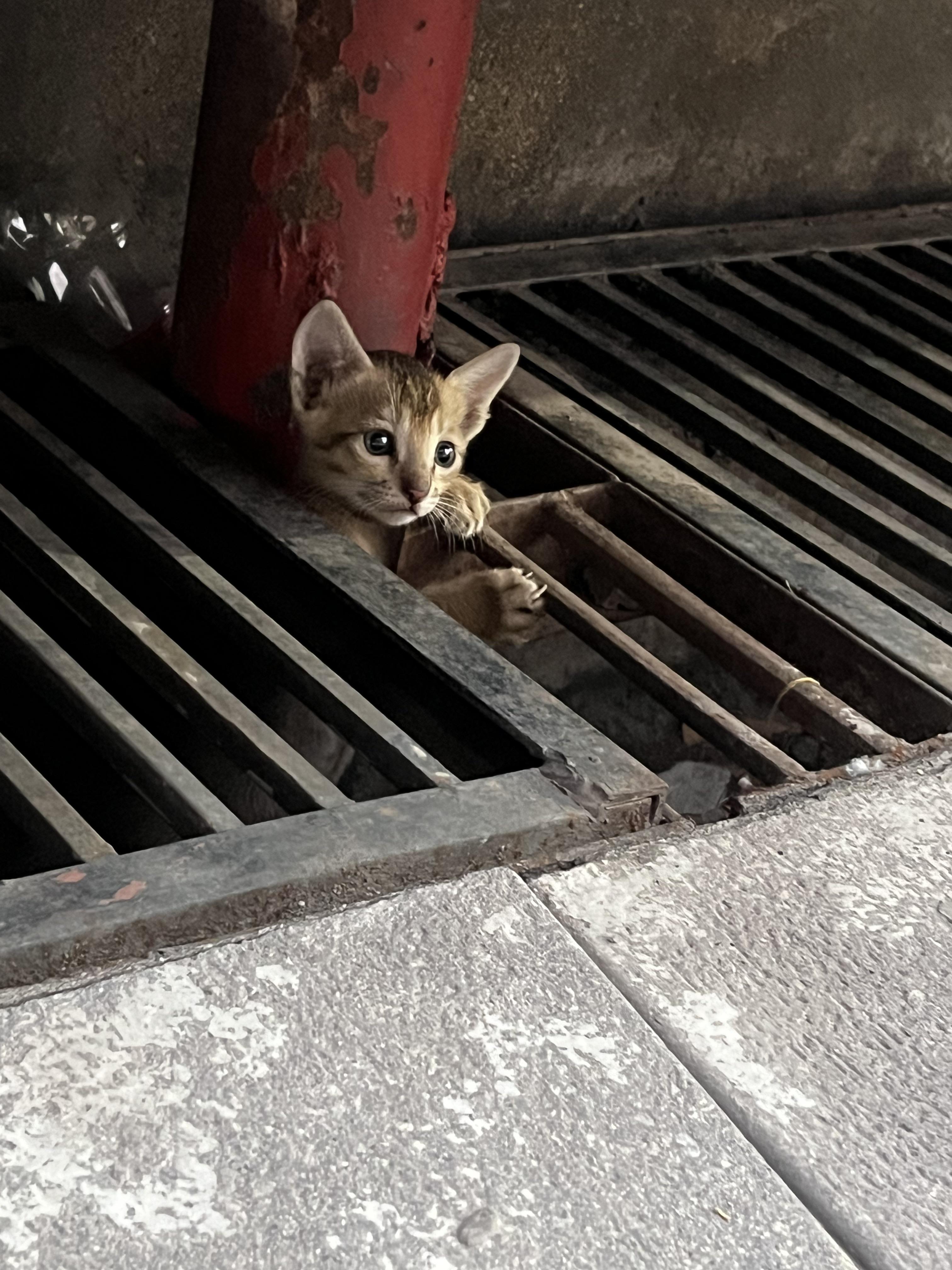 A stray cat on an eve | Scrolller