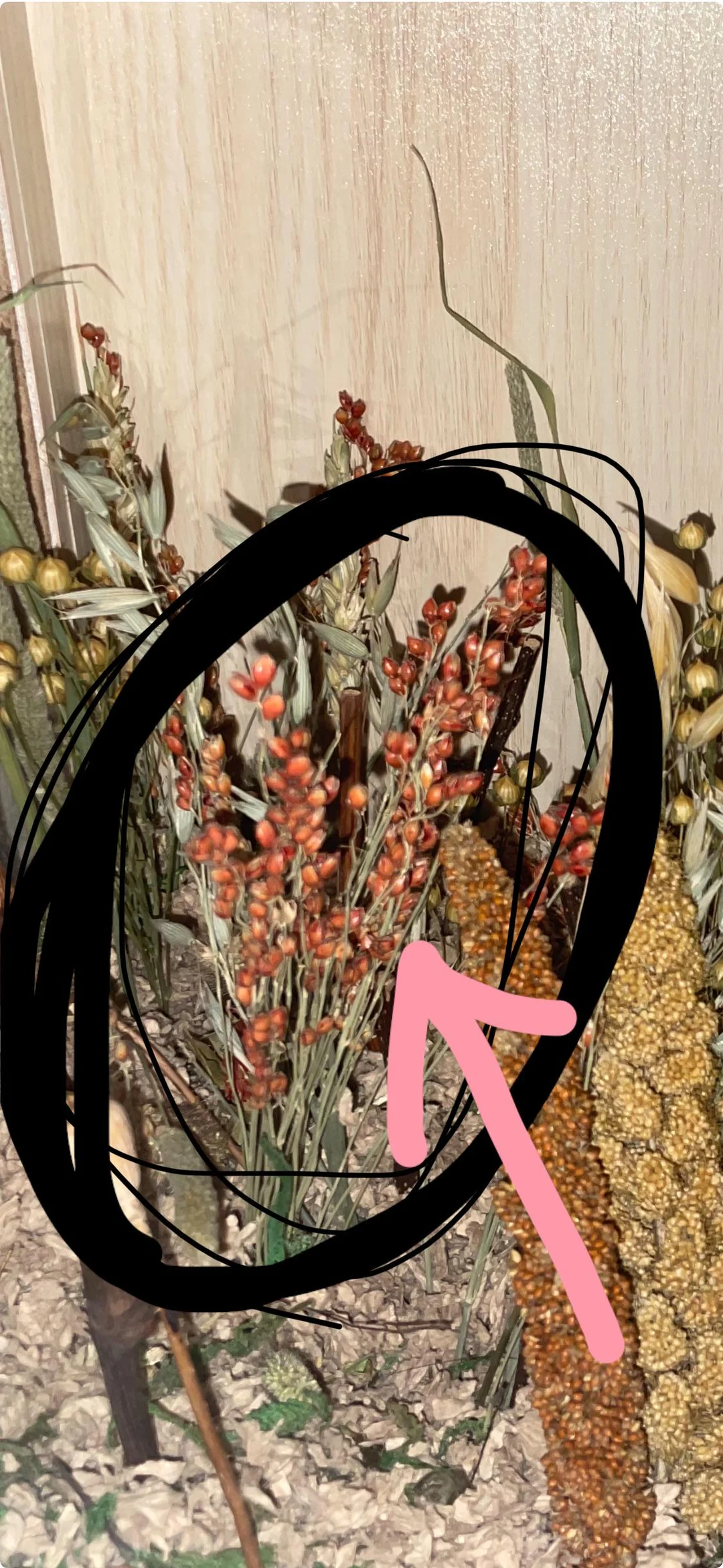 Mystery spray | Scrolller