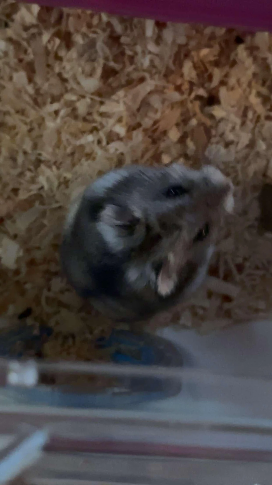 My hamster is too light | Scrolller