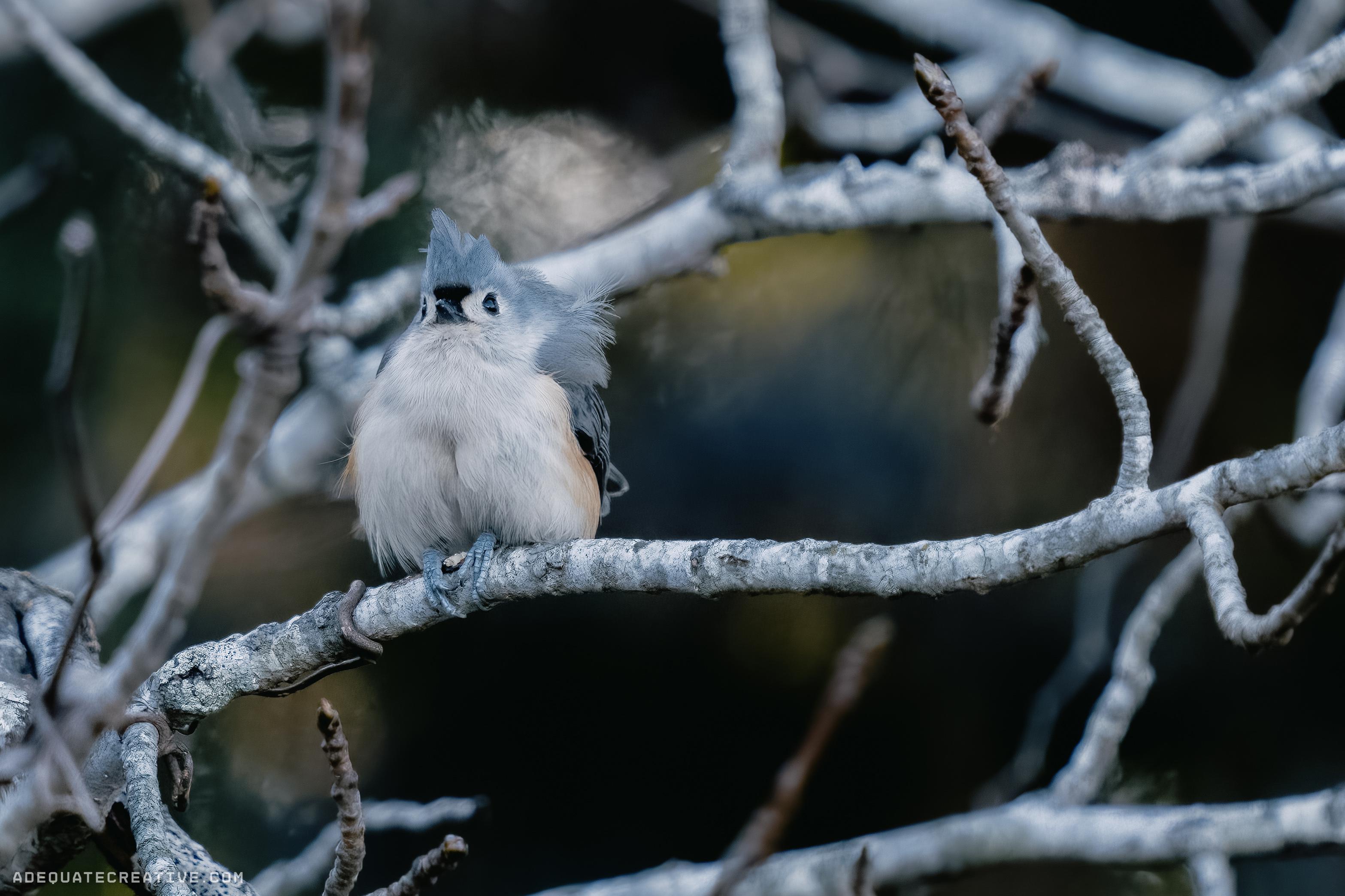 A tufted titmouse puffed up by the cold wind | Scrolller