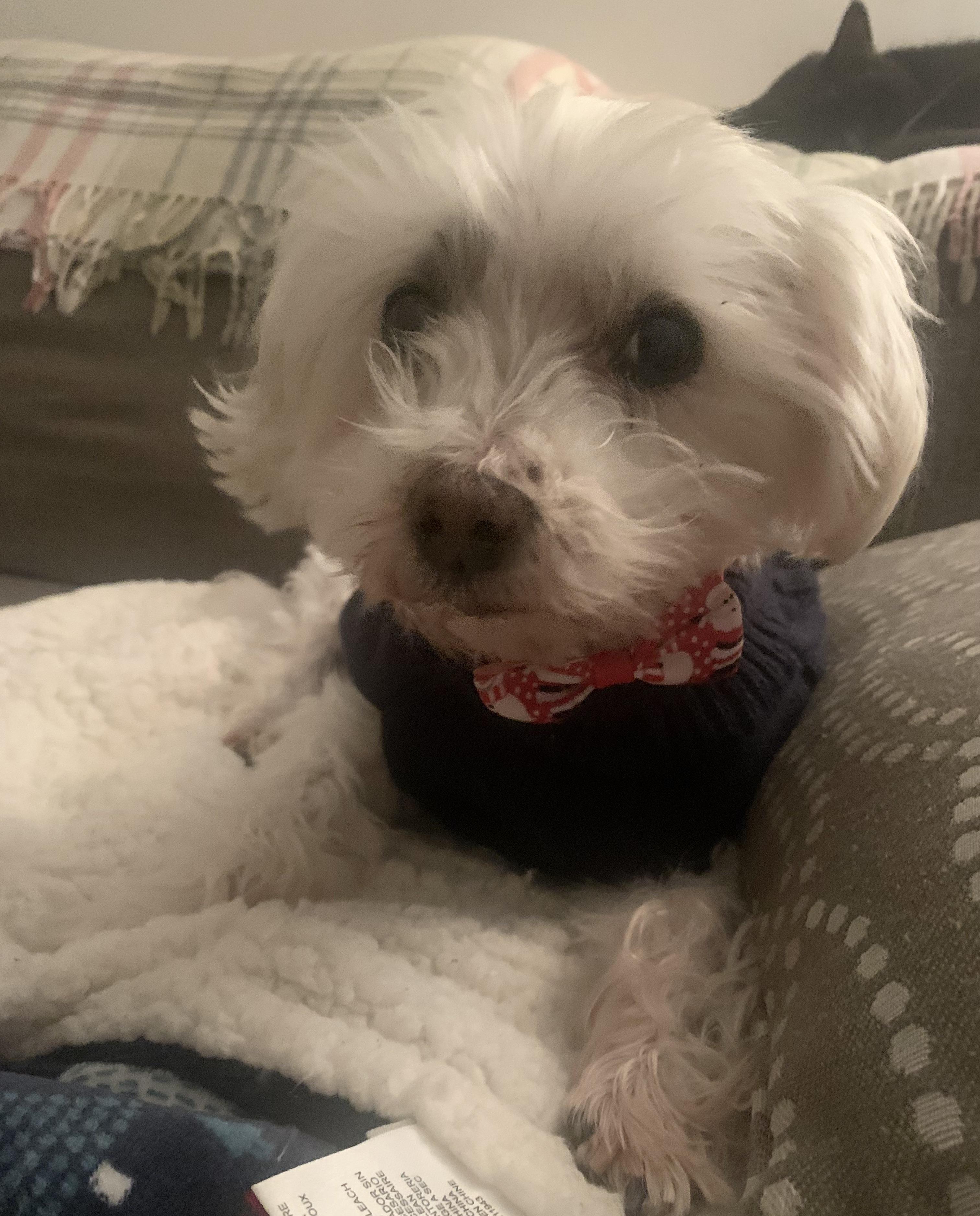 Professor Pippin | Scrolller