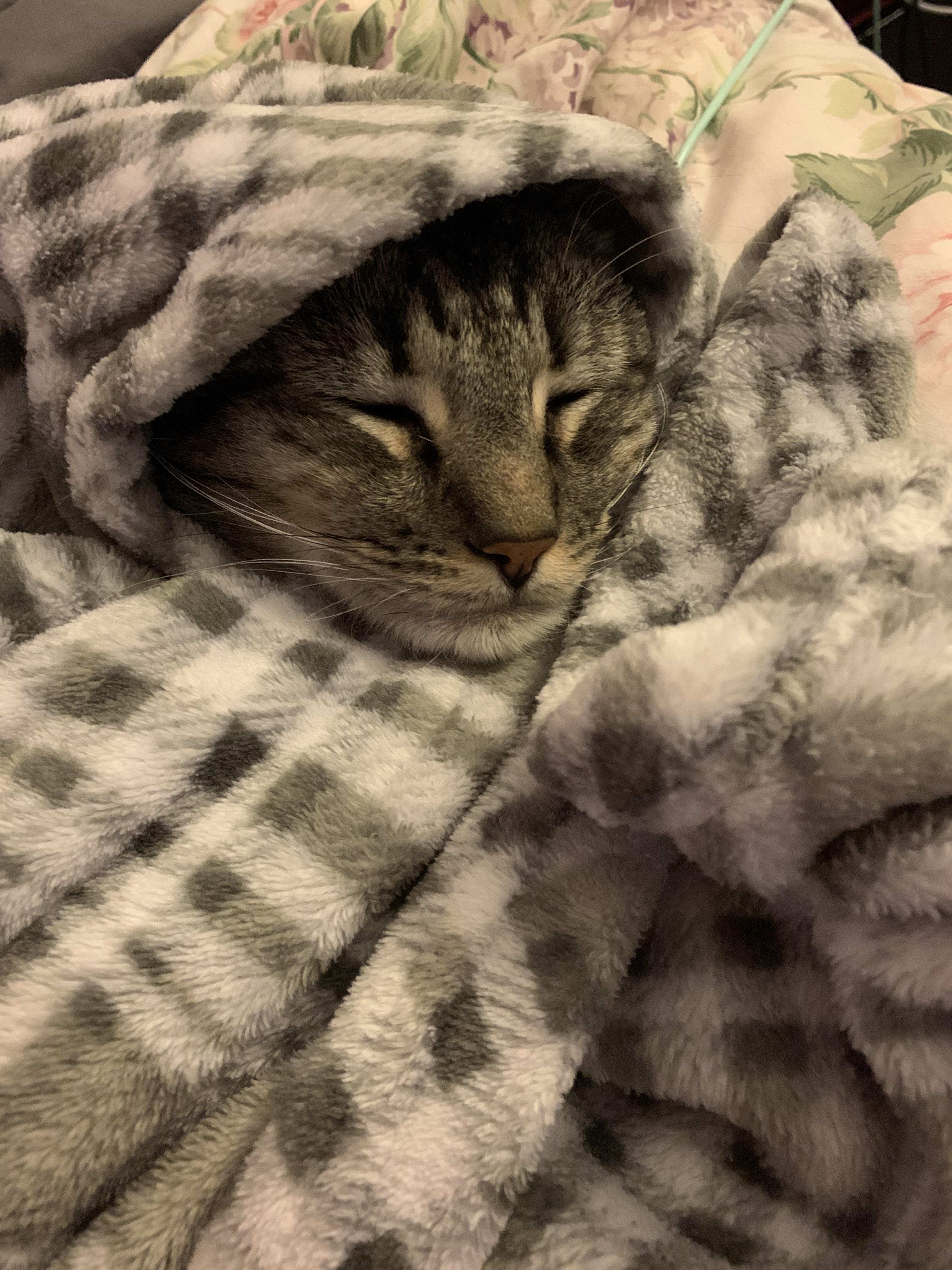 My little purrito | Scrolller