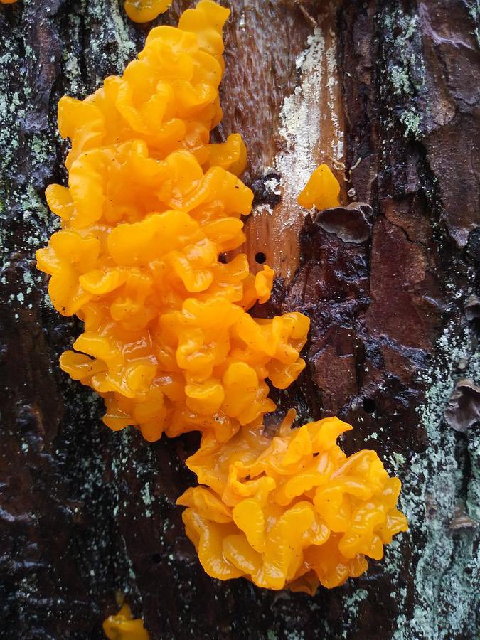 Witches' butter | Scrolller