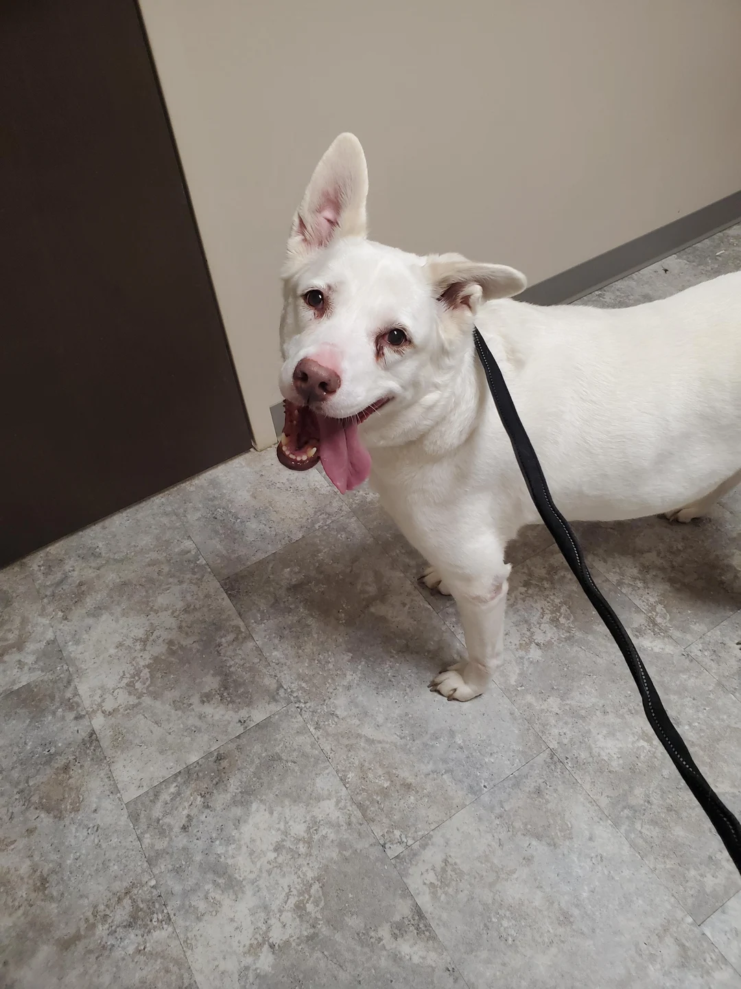 Discover more like WhatsWrongWithYourDog: Maya had the time of her life ...