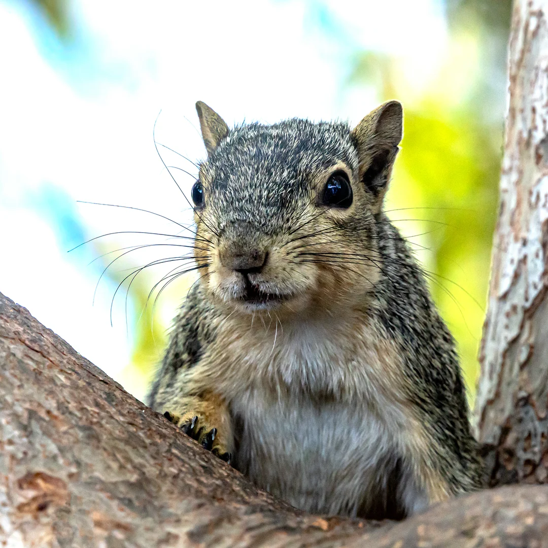 Squirrel | Scrolller