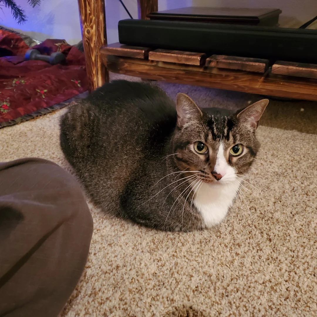 a very polite loaf | Scrolller