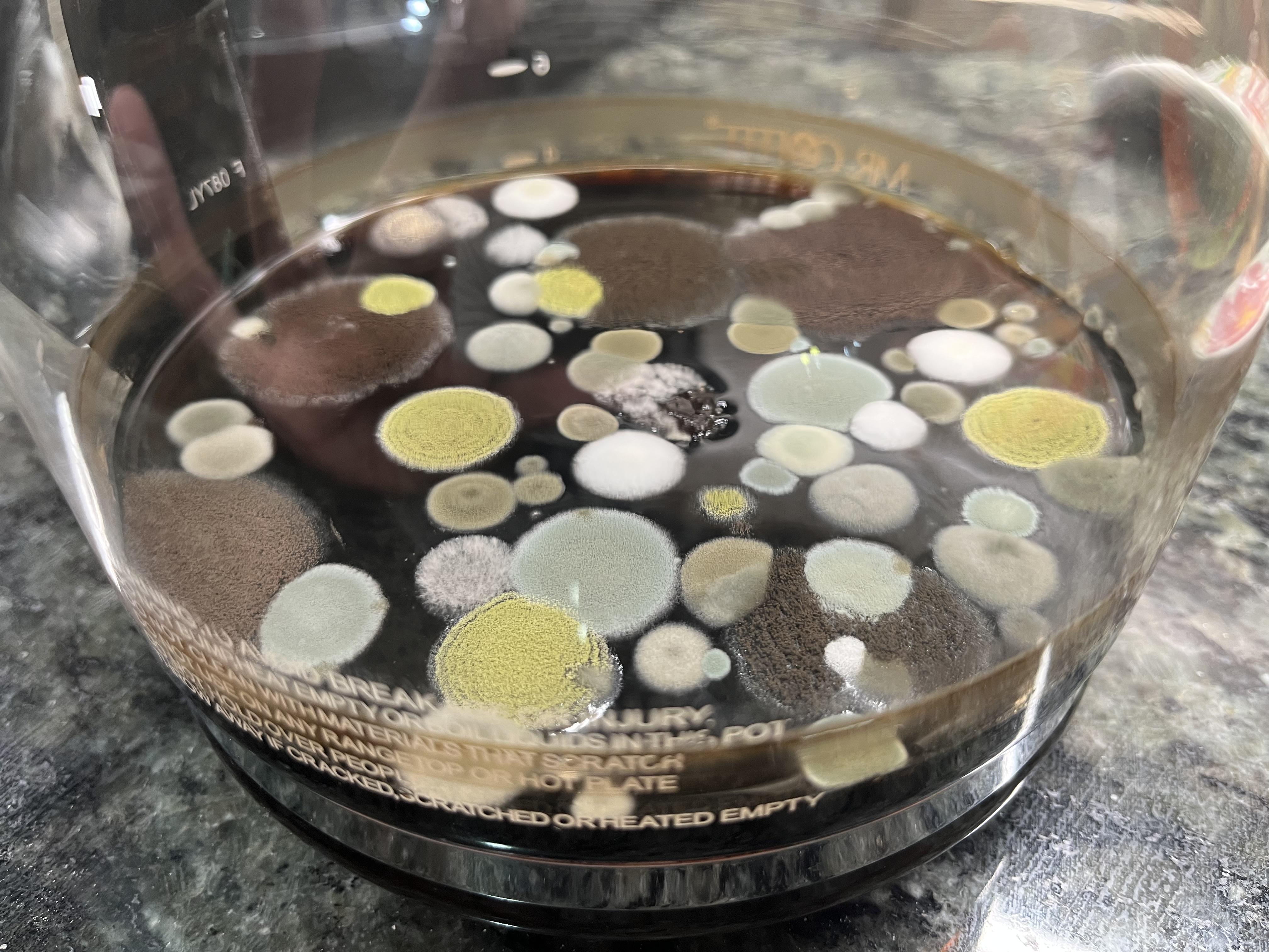 The mold that grew in my coffee pot | Scrolller