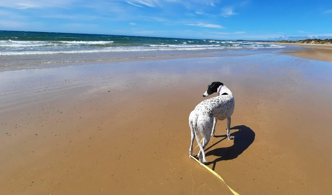 Spotty at the beach. | Scrolller