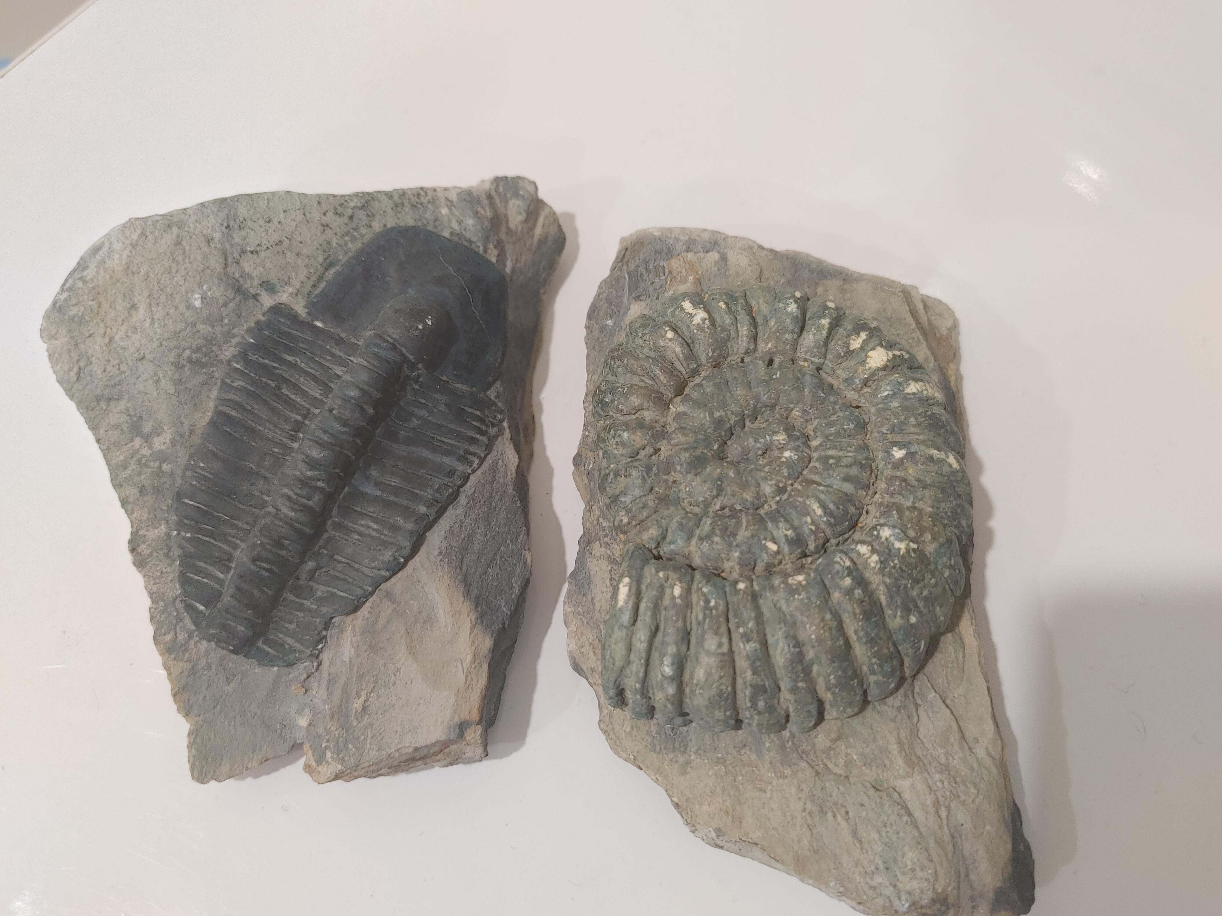 Ammonite and trilobite fossil I made with modelling clay | Scrolller