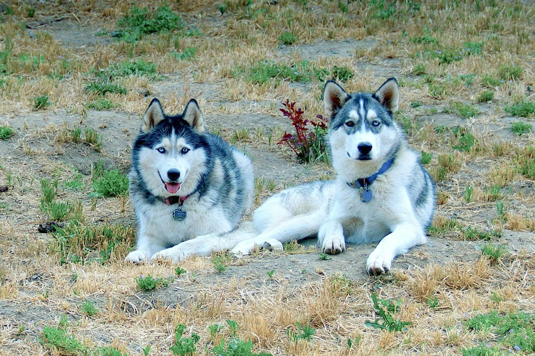 My pups, Misha and Koda Bear | Scrolller