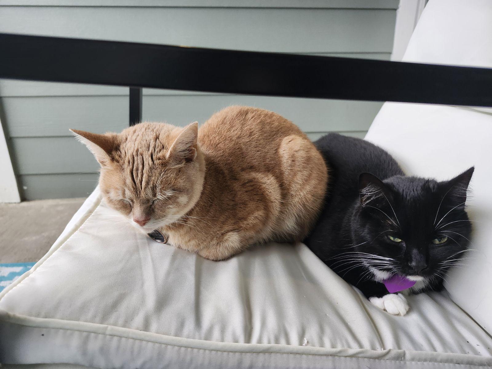 Spice letting Butterscotch sleep next to her | Scrolller