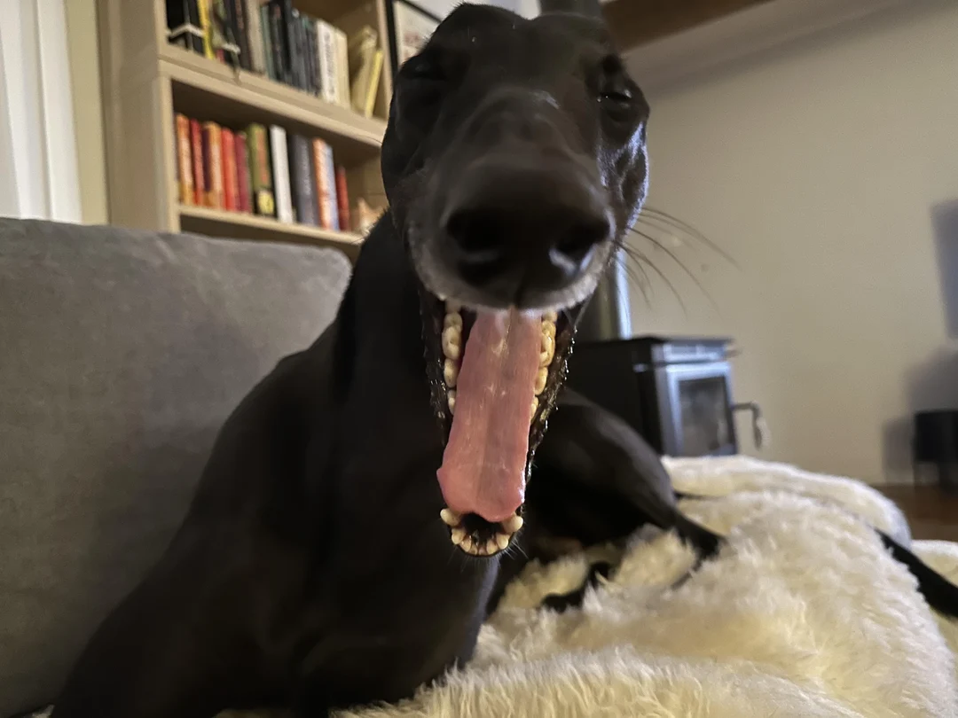 Big yawn 🥱 | Scrolller