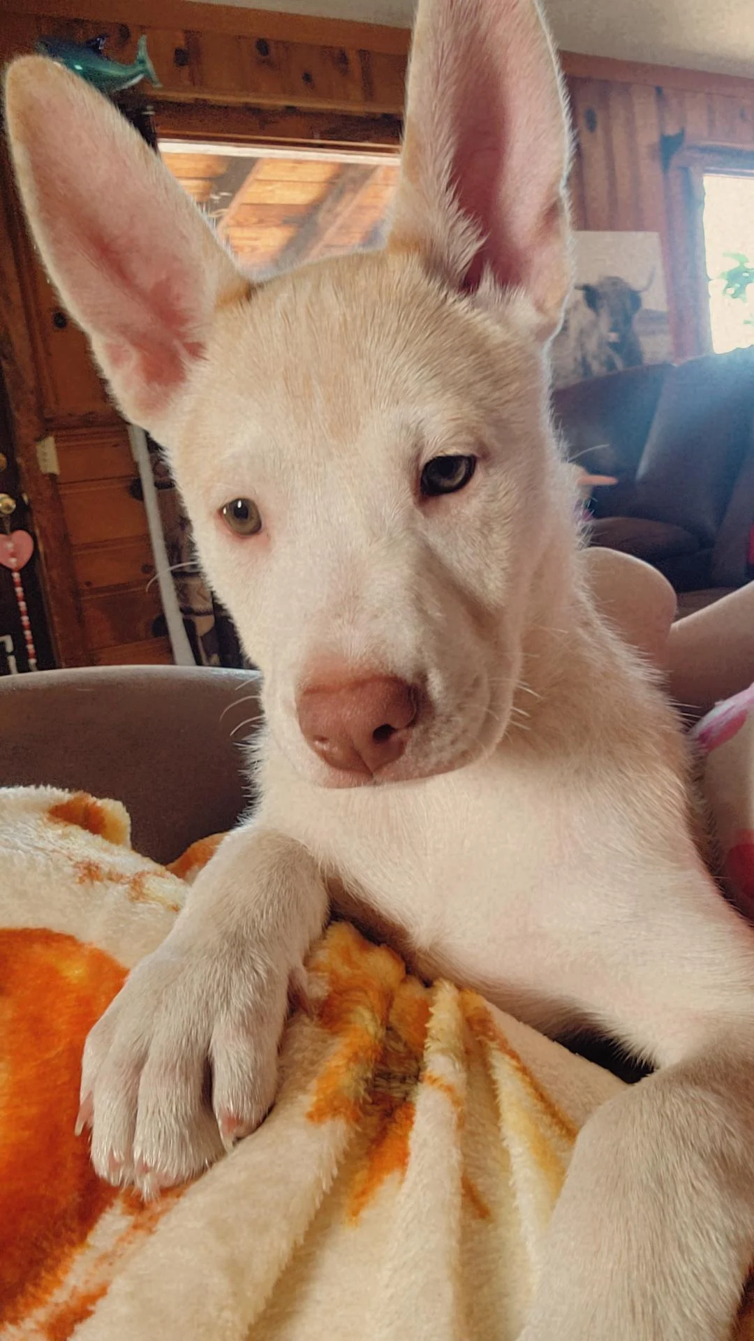 Help with what breed? | Scrolller