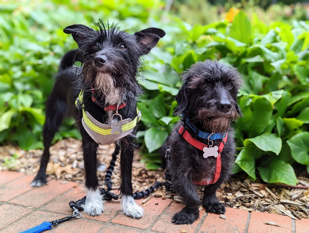 Just a couple of bearded gentlemen | Scrolller